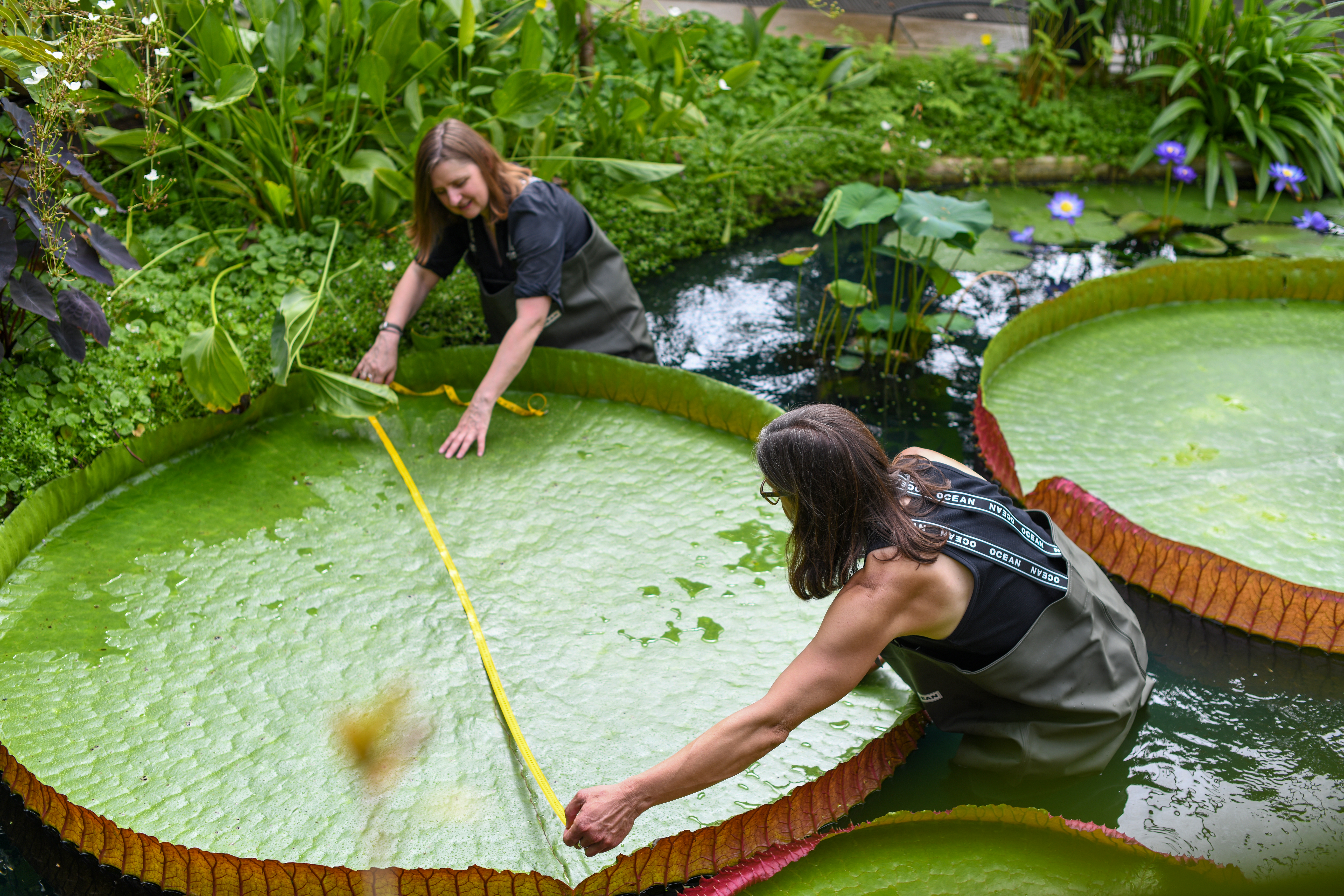 largest lily pads