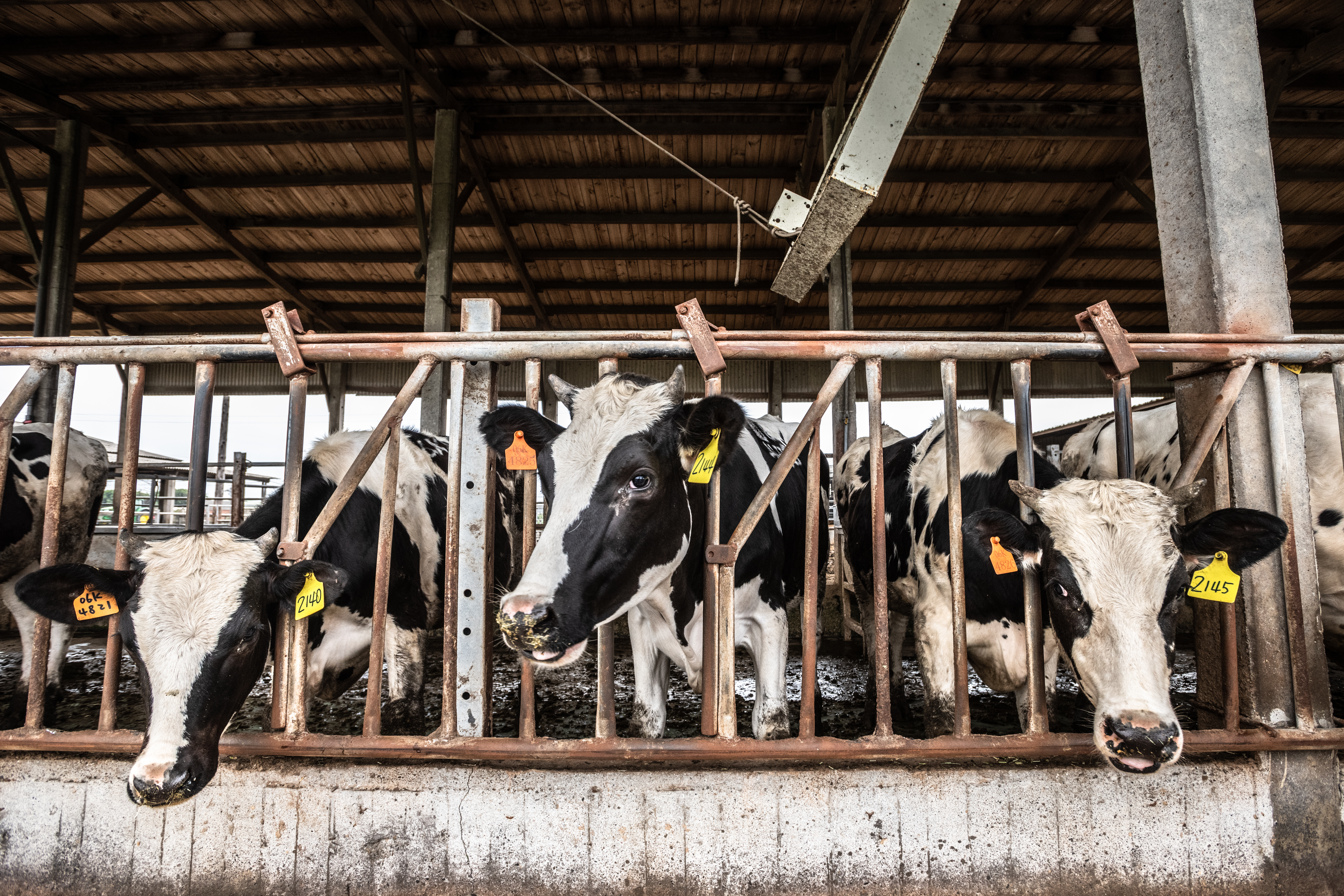 Do Humane Dairy Farms Exist? The Truth About Milk